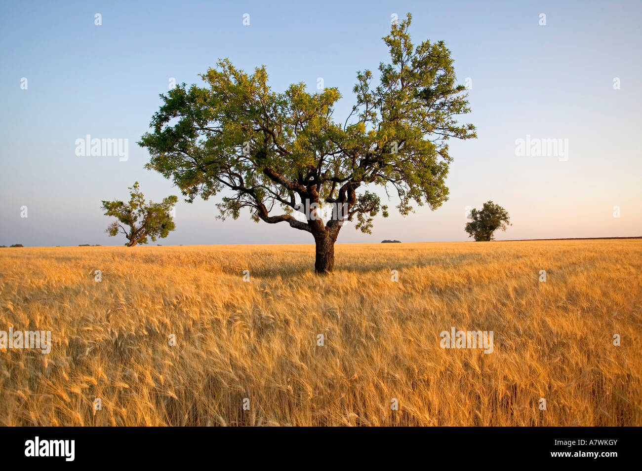 Almond trees in wheat field Alpes de Haute Provence France Stock Photo ...