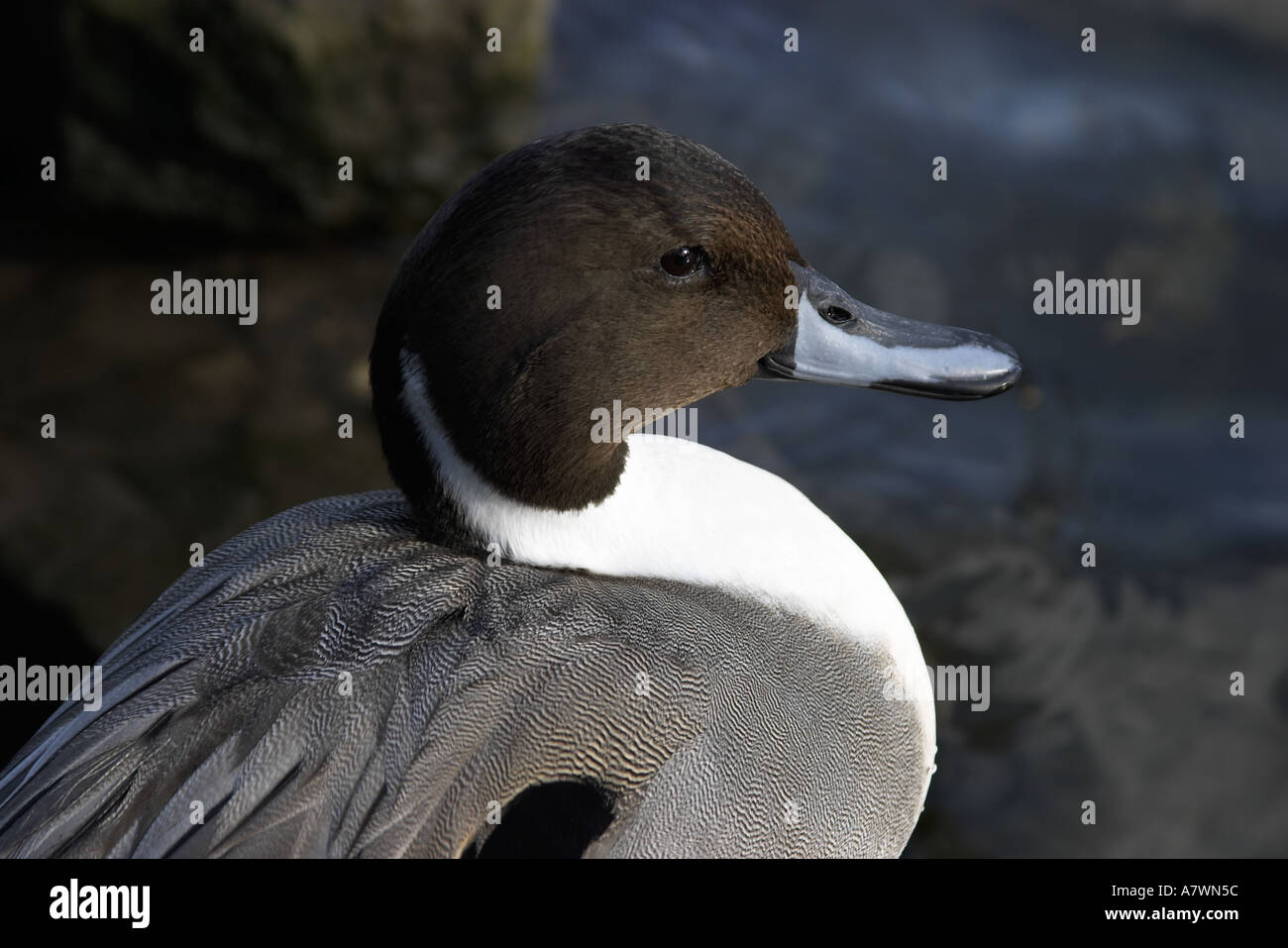 Pintail duck head hi-res stock photography and images - Alamy
