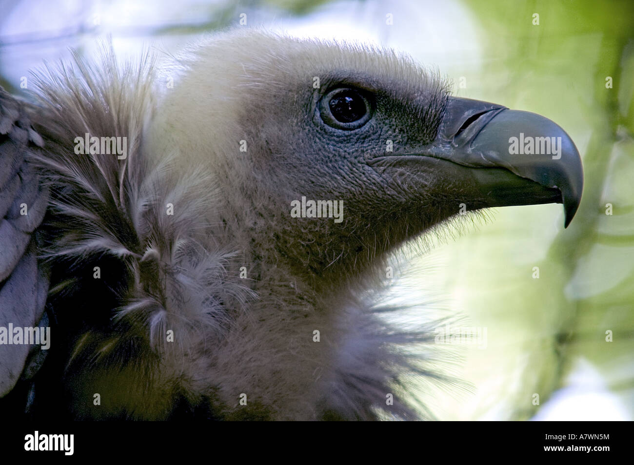 Himalayan Griffon ( Gyps himalayensis Stock Photo - Alamy