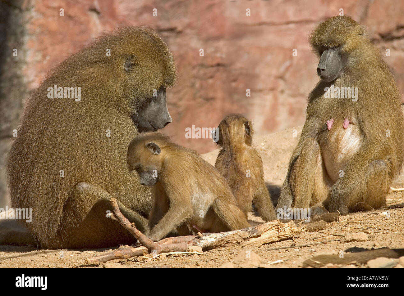 Sphinx-Baboons ( Papio papio Stock Photo - Alamy
