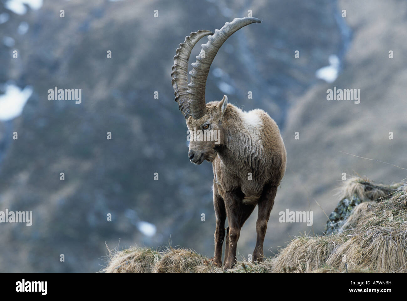 Alpine Ibex (Capra ibex) adult male standing on dead gras Stock Photo ...