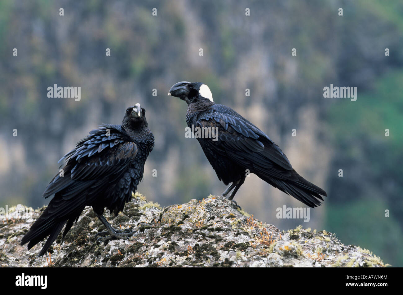Pair of Thick-billed Raven sitting on cliff (Corvus crasssirostris ...