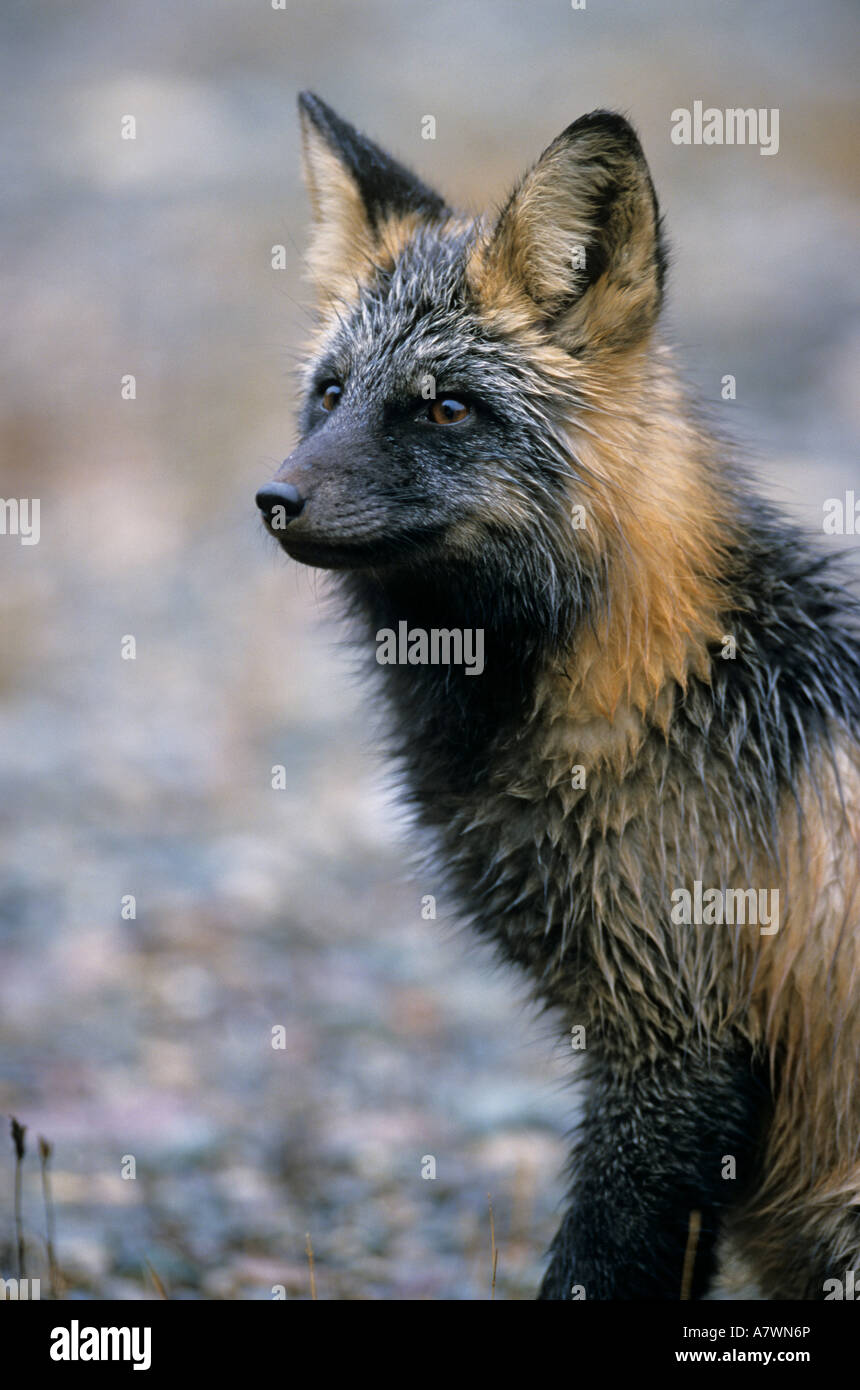 Portrait of Cross Fox, American Red Fox (Vulpes vulpes) Portrait of wet ...