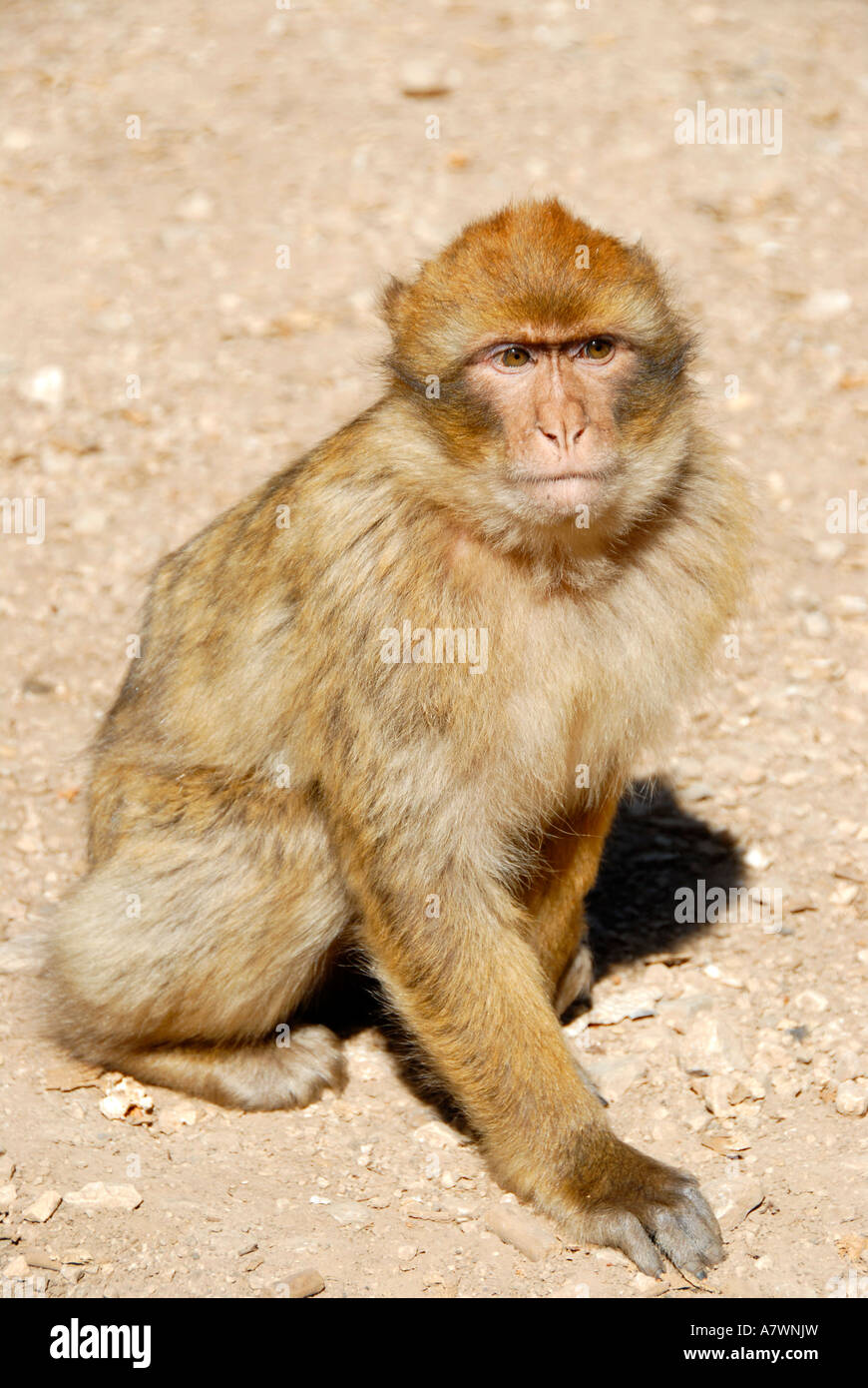 Berber Monkey Barbary Macaque Macaca sylvanus Middle Atlas Moyen ...