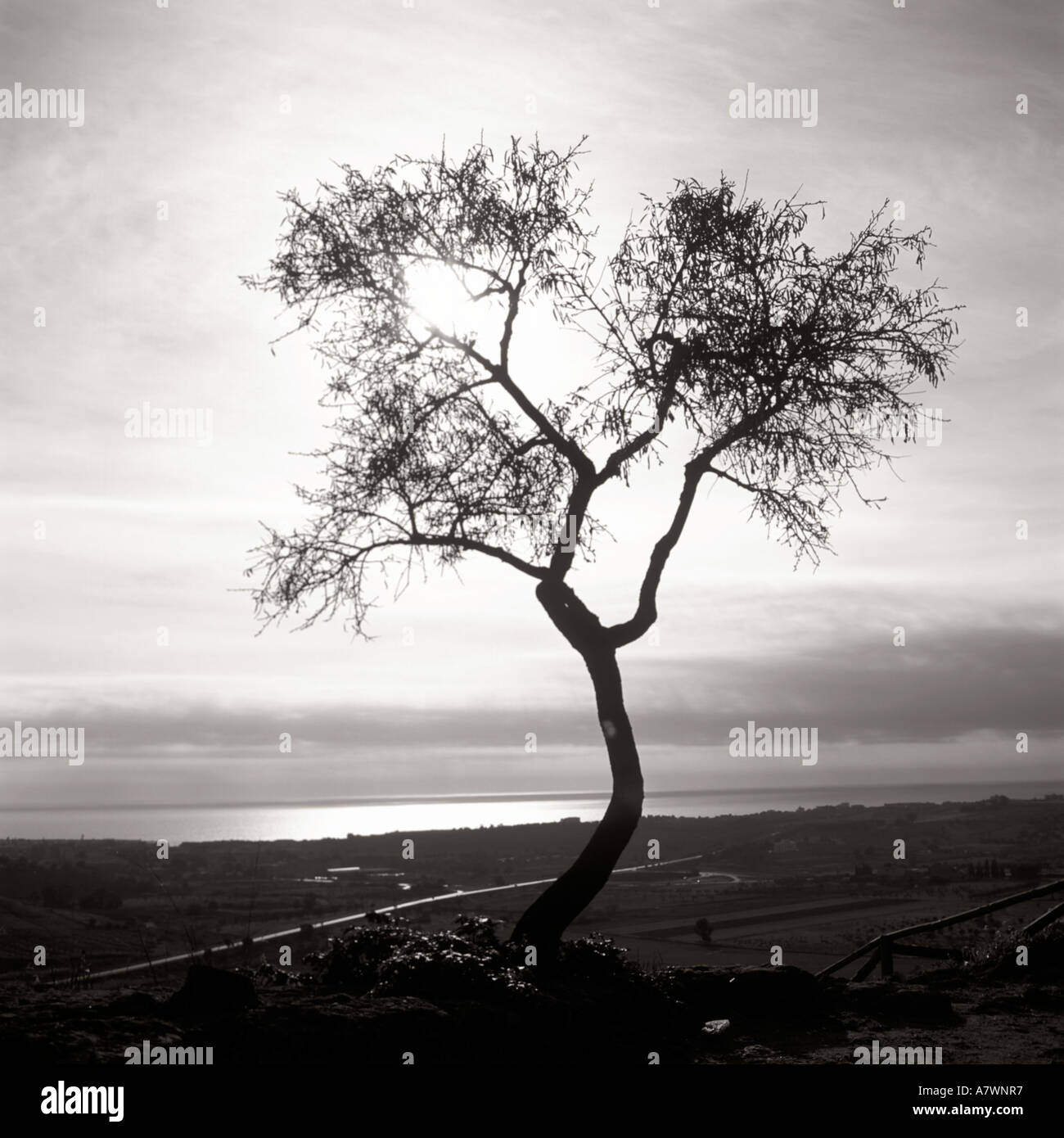 Lone olive tree in Agrigento, Sicily Stock Photo - Alamy