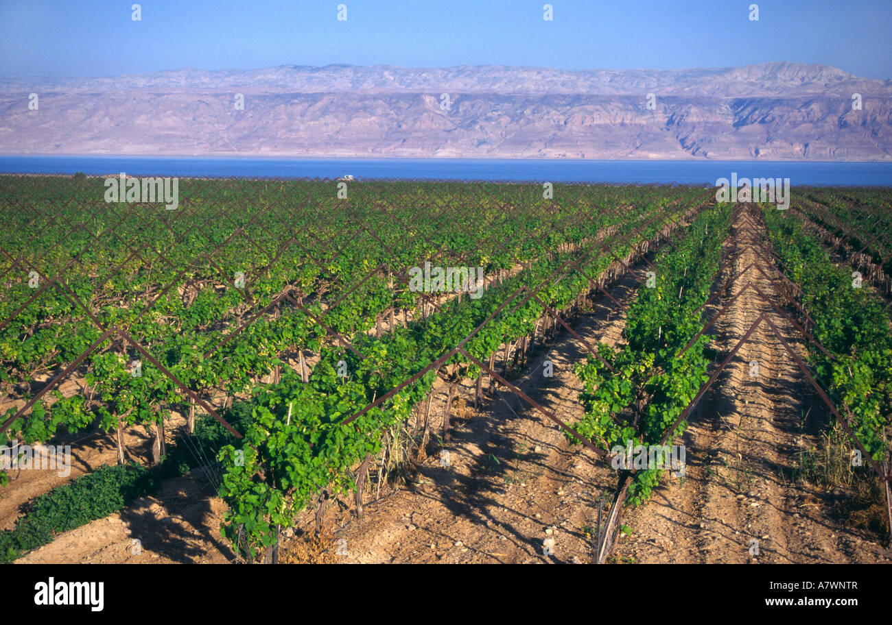 Israel vineyard hi-res stock photography and images - Alamy