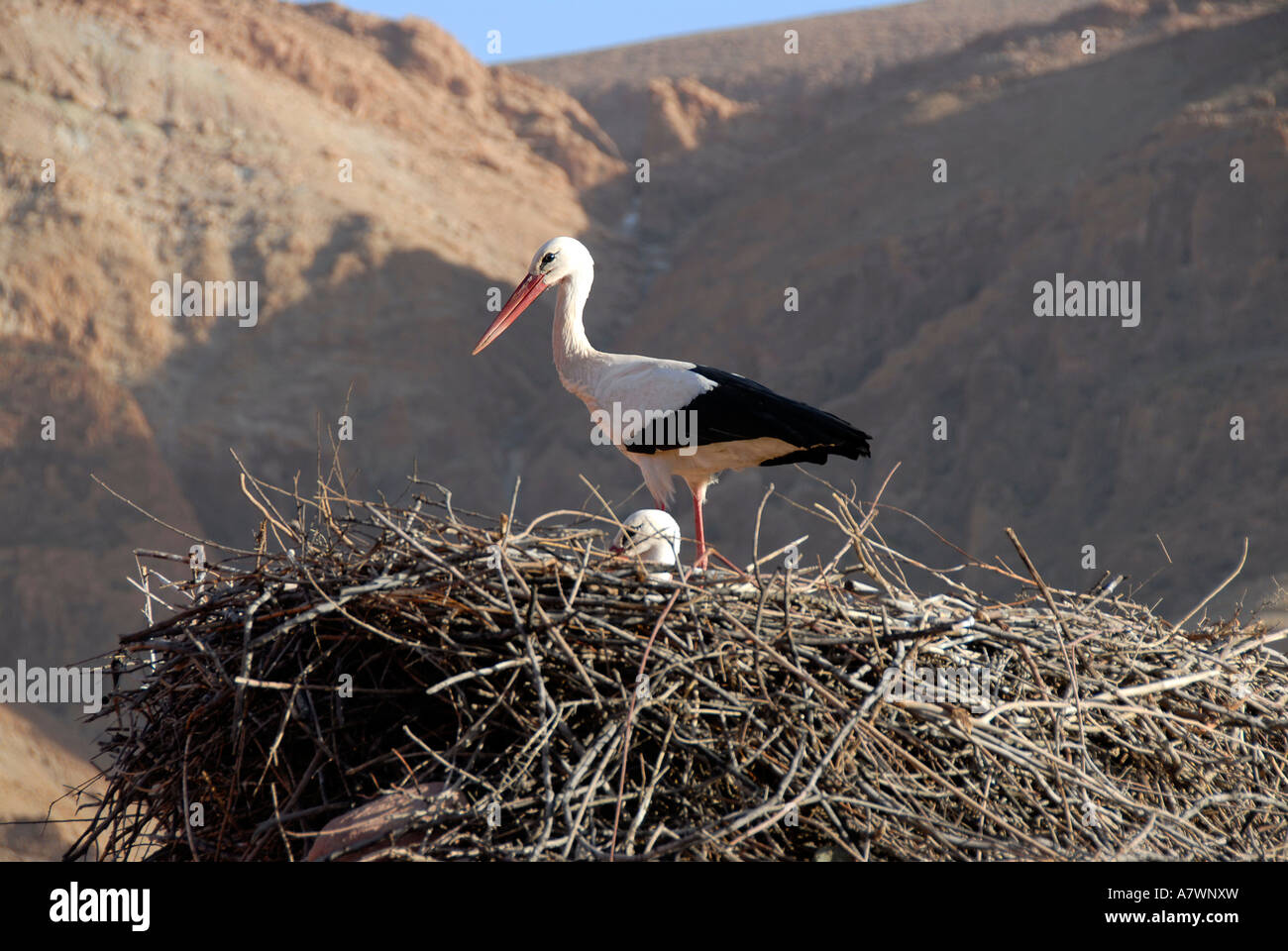 White Storks Ciconia ciconia in nest in mountain landscape Bou-Thrarar ...