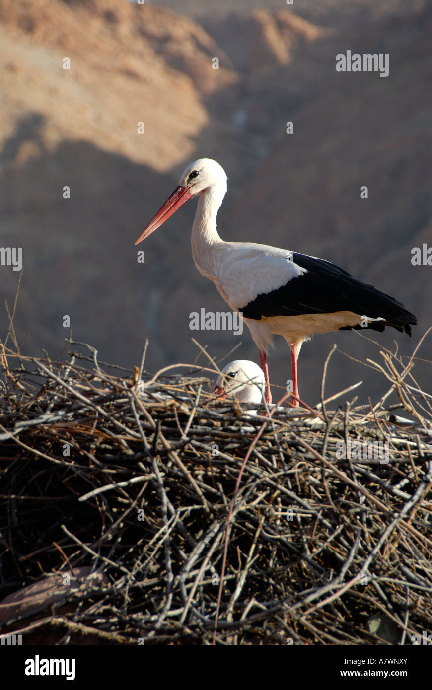 White Storks Ciconia ciconia in nest in mountain landscape Bou-Thrarar ...