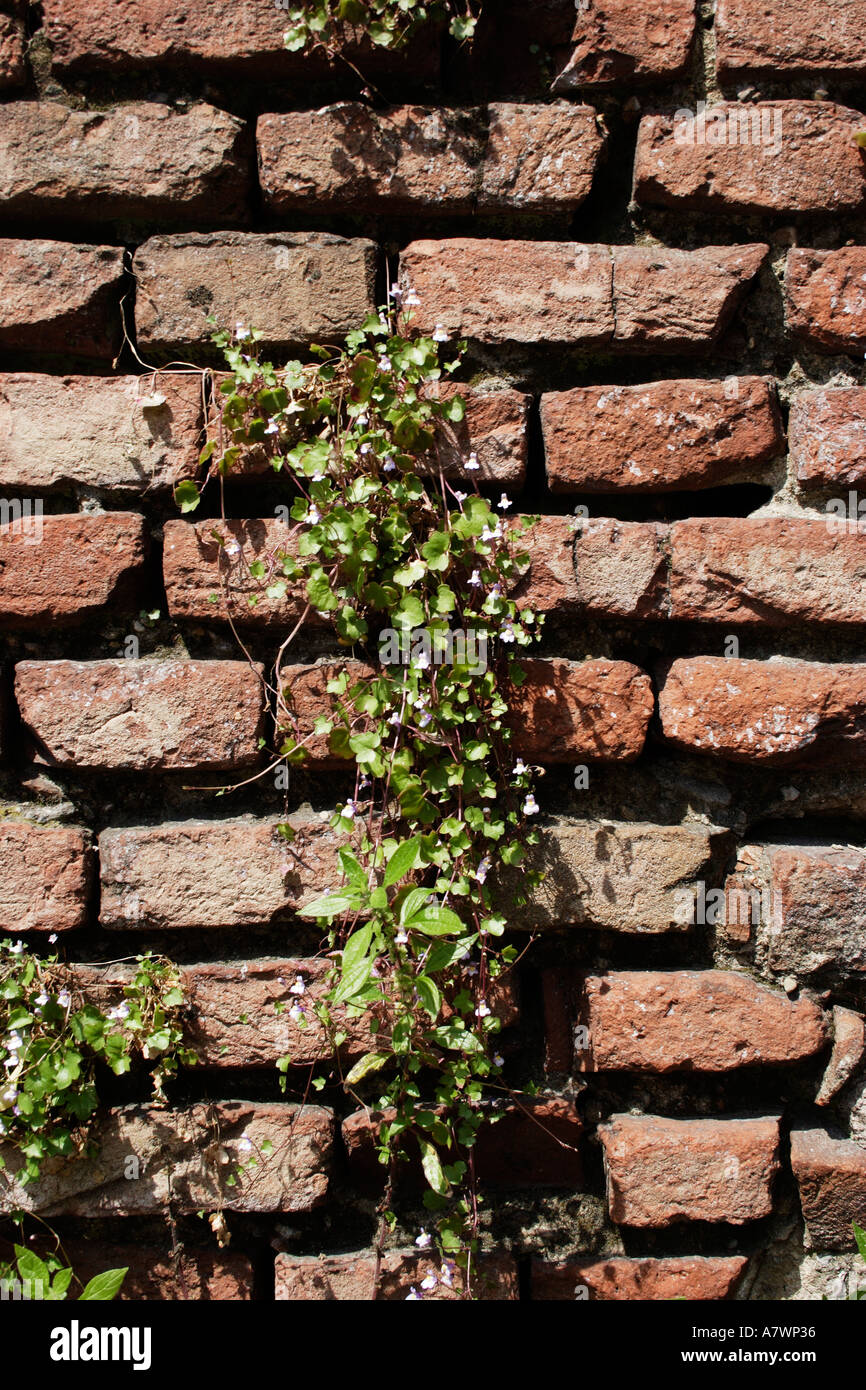 close up wall Stock Photo - Alamy