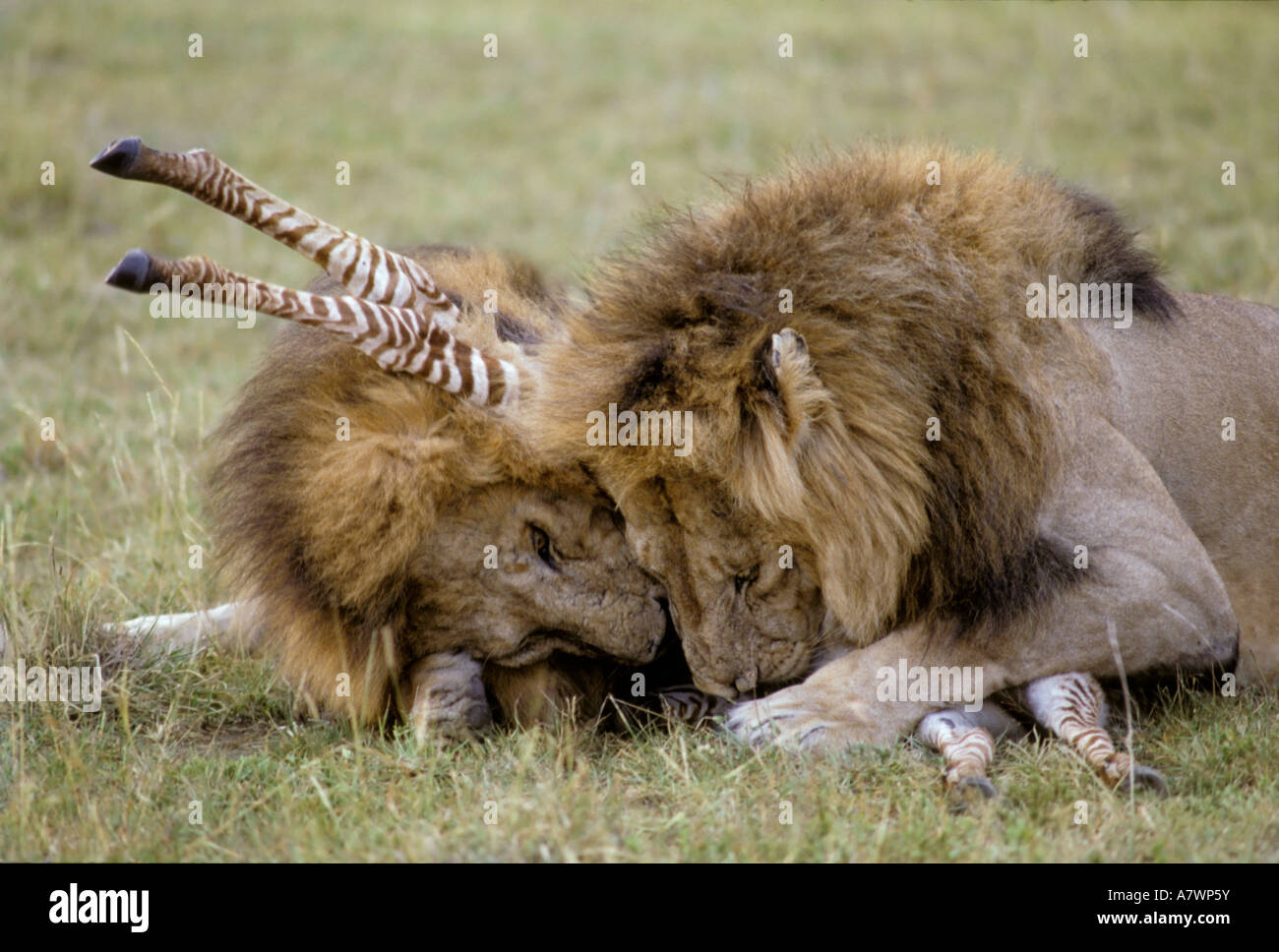 Lions killing zebra masai mara hi-res stock photography and images - Alamy