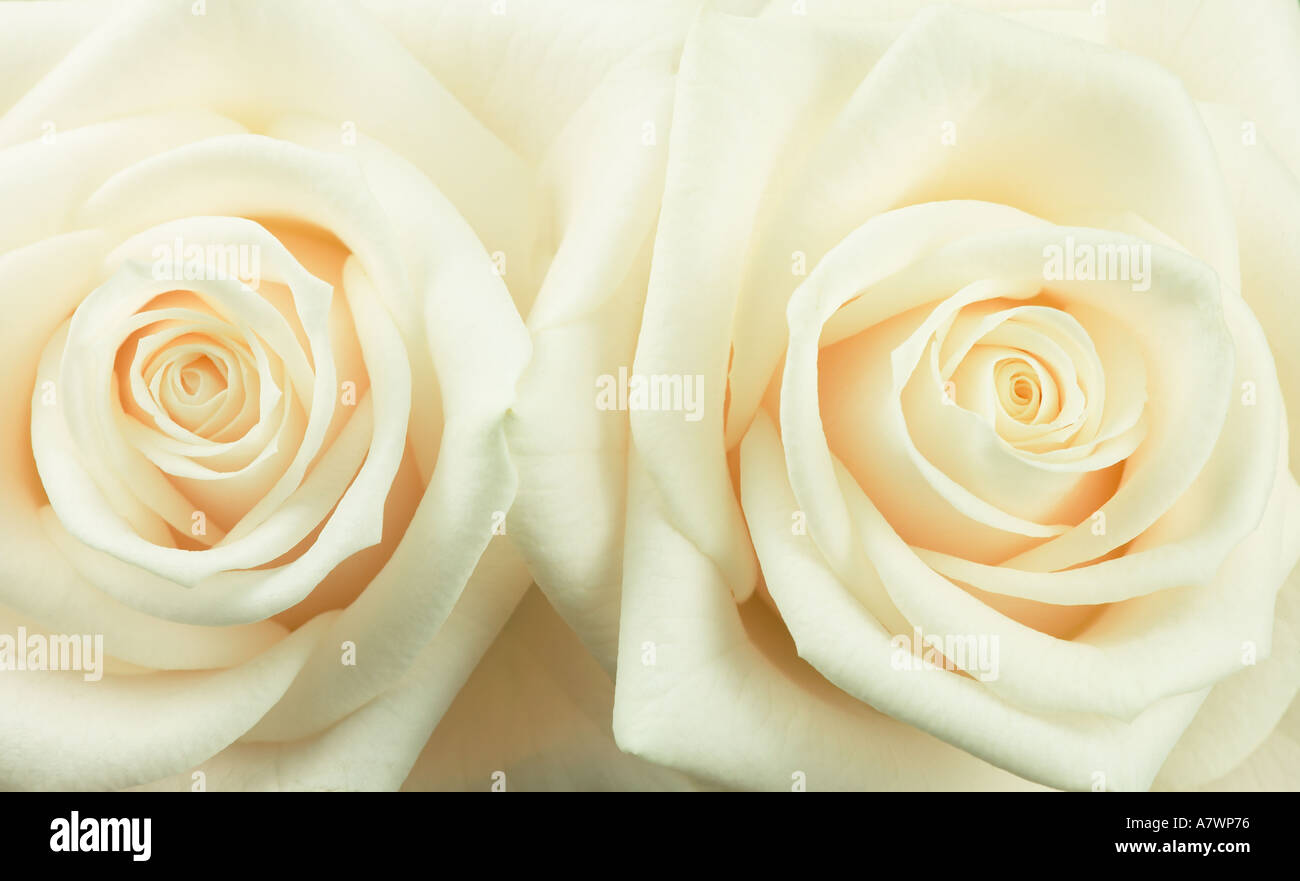 Cream Roses Flowers Stock Photo - Alamy