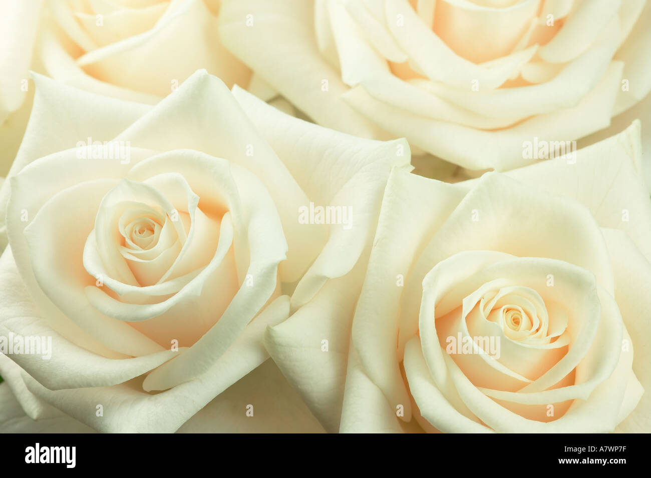 Bunch of Cream Roses Stock Photo - Alamy