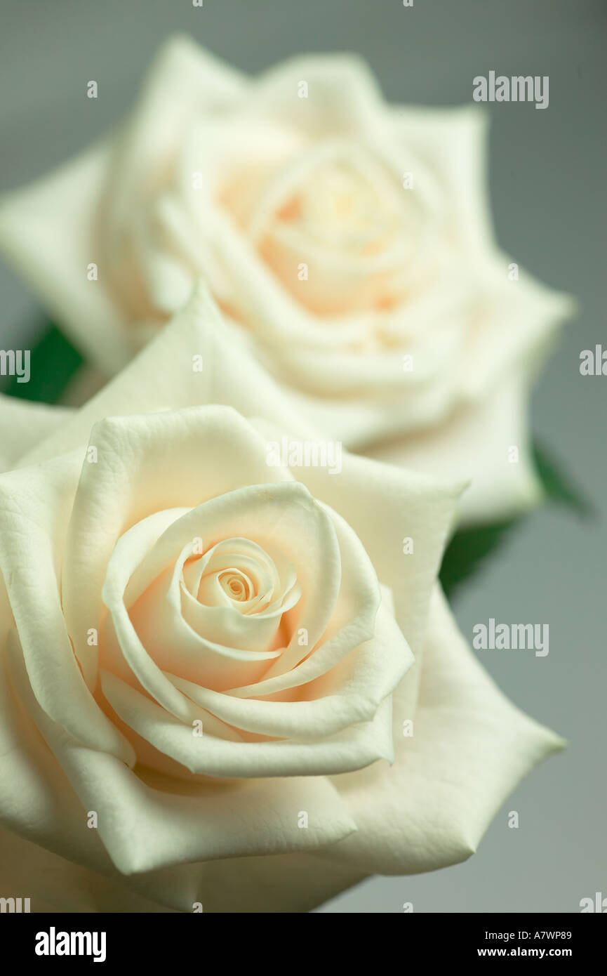 Two cream roses hi-res stock photography and images - Alamy