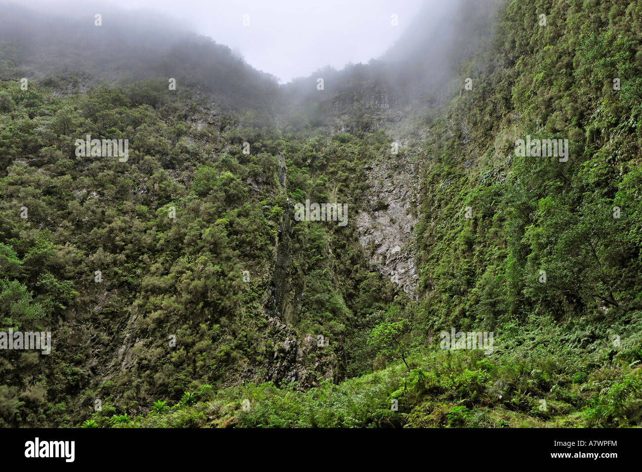 A waterfall in the cauldron of, Caldeirao Verde, Madeira, Portugal ...