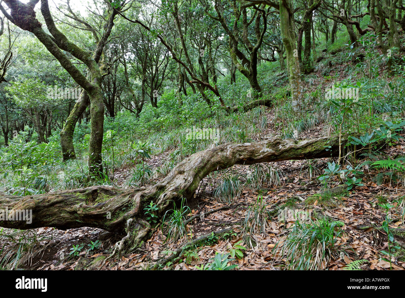 Laurel forest (Laurisilva), Madeira, Portugal Stock Photo - Alamy