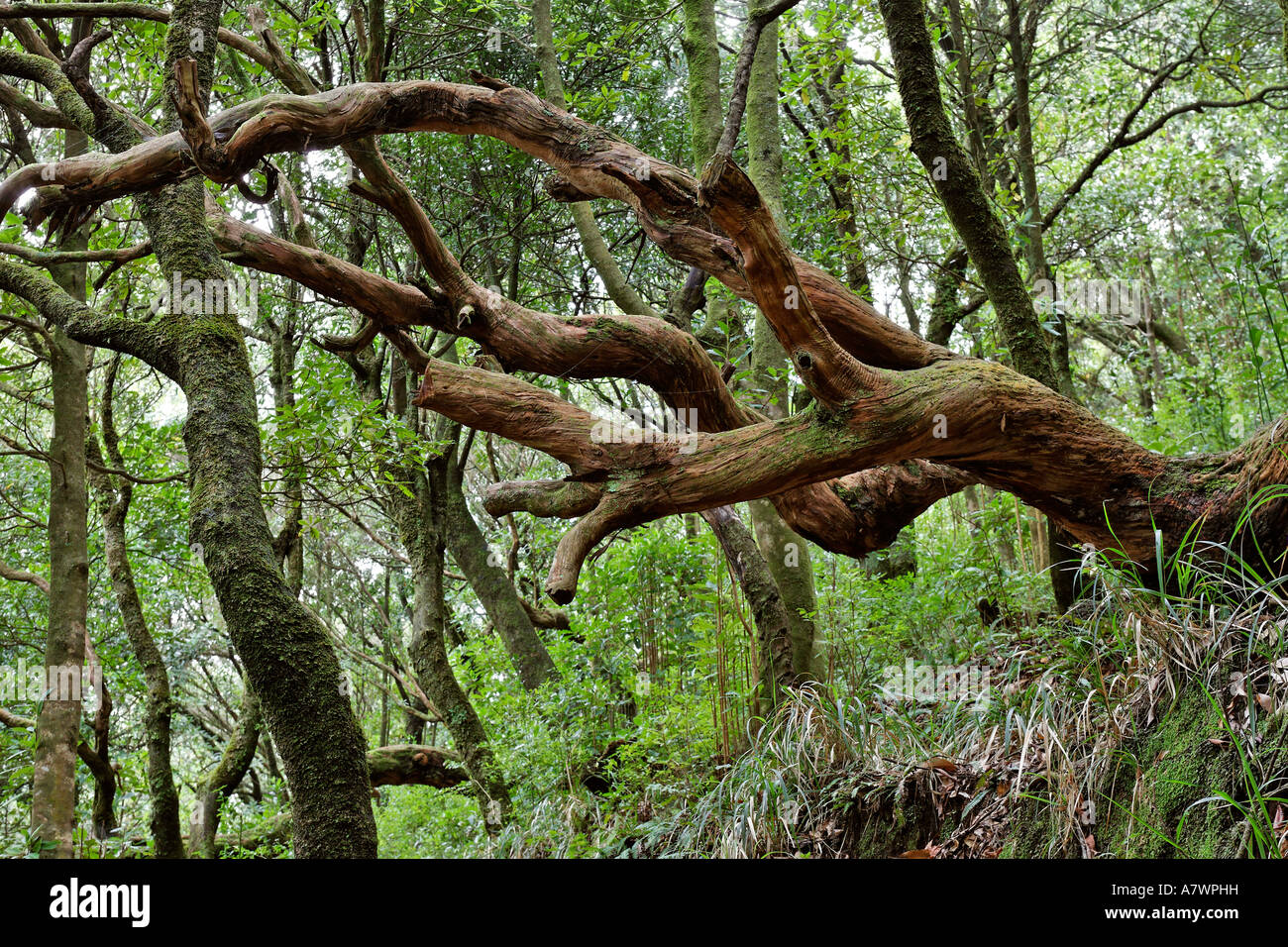 Laurel forest (Laurisilva), Madeira, Portugal Stock Photo - Alamy