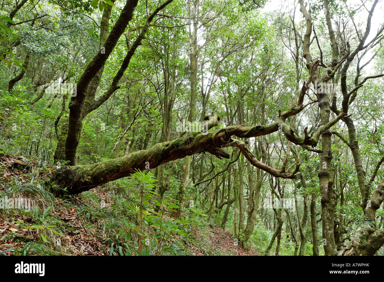 Laurel forest (Laurisilva), Madeira, Portugal Stock Photo - Alamy