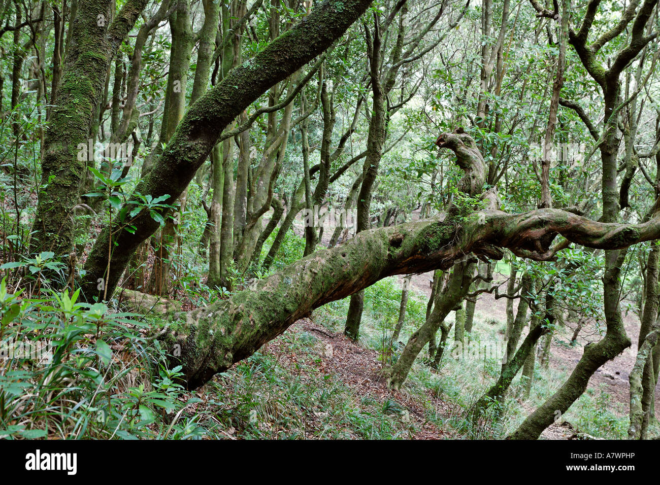 Laurel forest (Laurisilva), Madeira, Portugal Stock Photo - Alamy