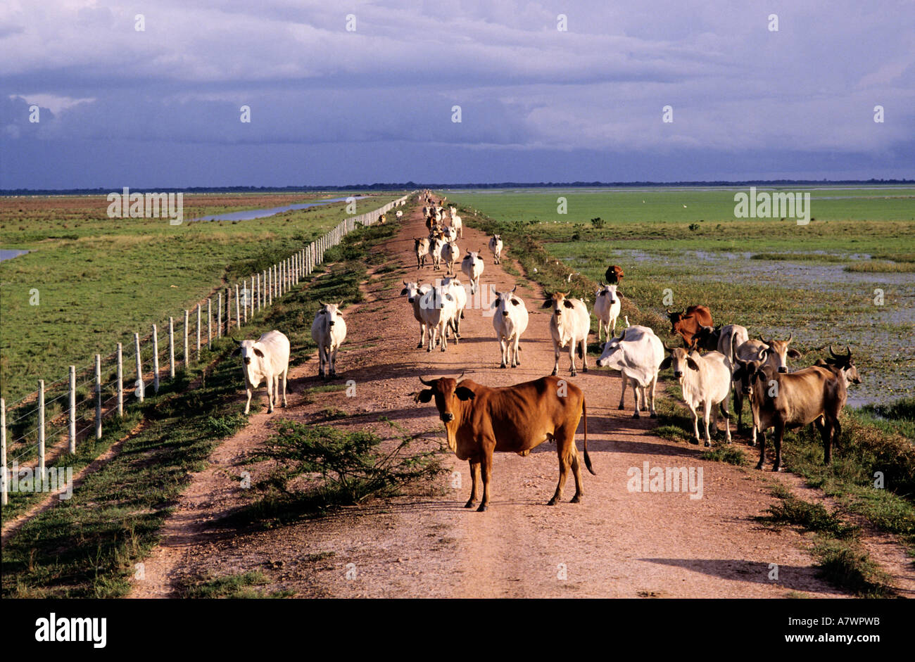 Venezuela llanos hi-res stock photography and images - Alamy