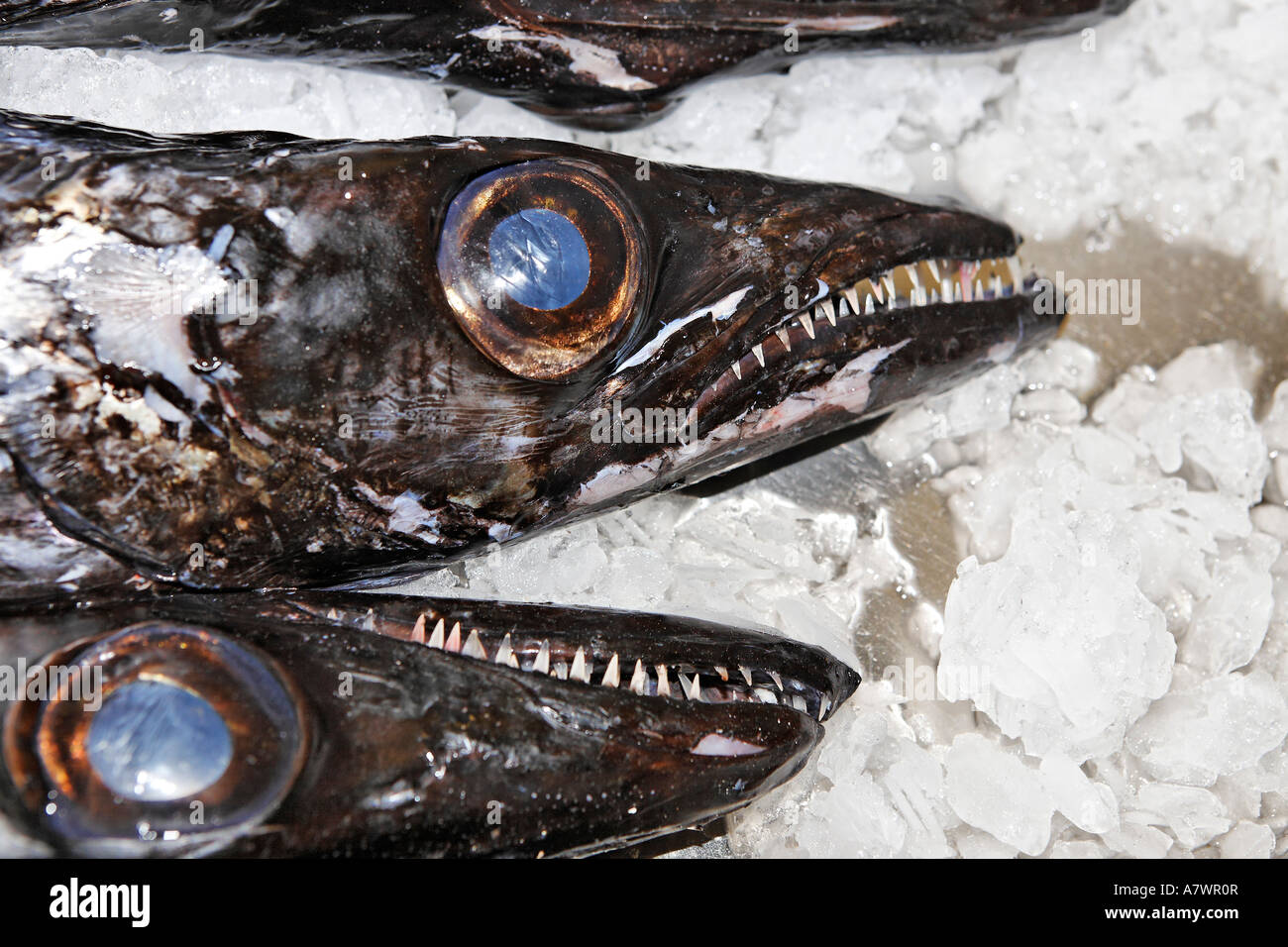 Tiefseefisch hi-res stock photography and images - Alamy