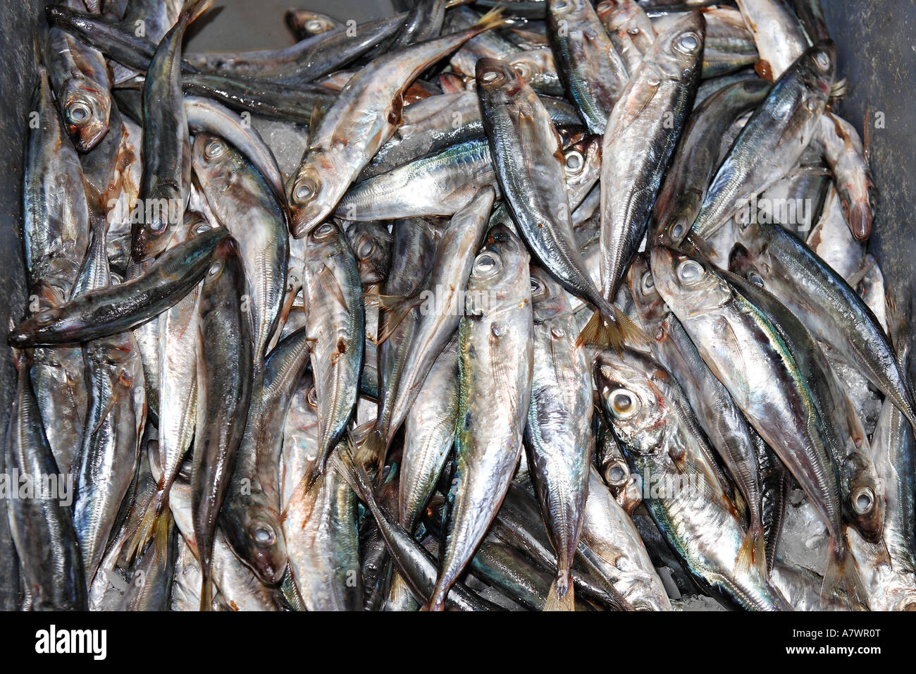 Seeling fish, Funchal, Madeira, Portugal Stock Photo - Alamy