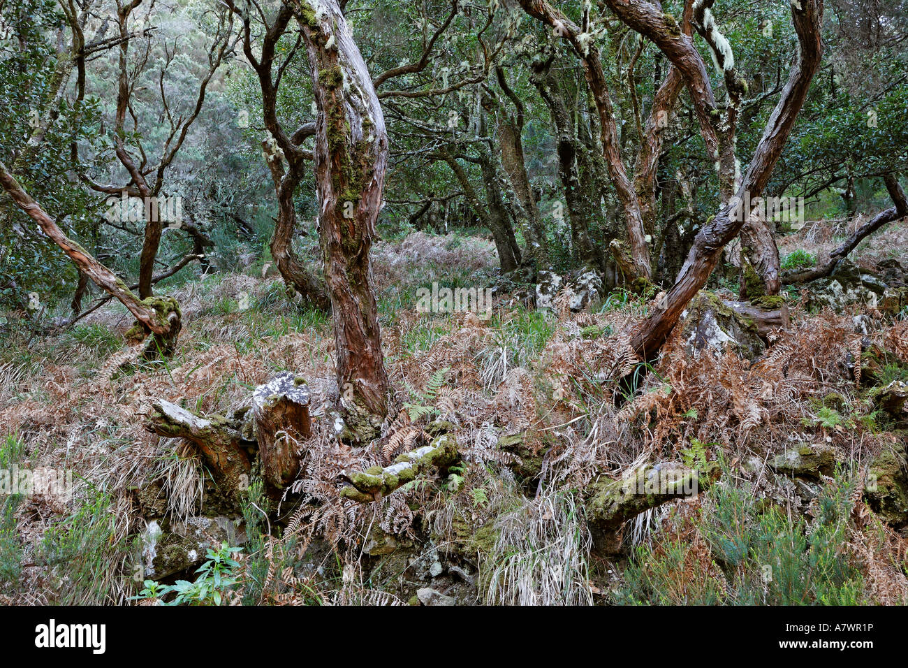 Laurel forest (Laurisilva) at the Levada to the Risco waterfall ...