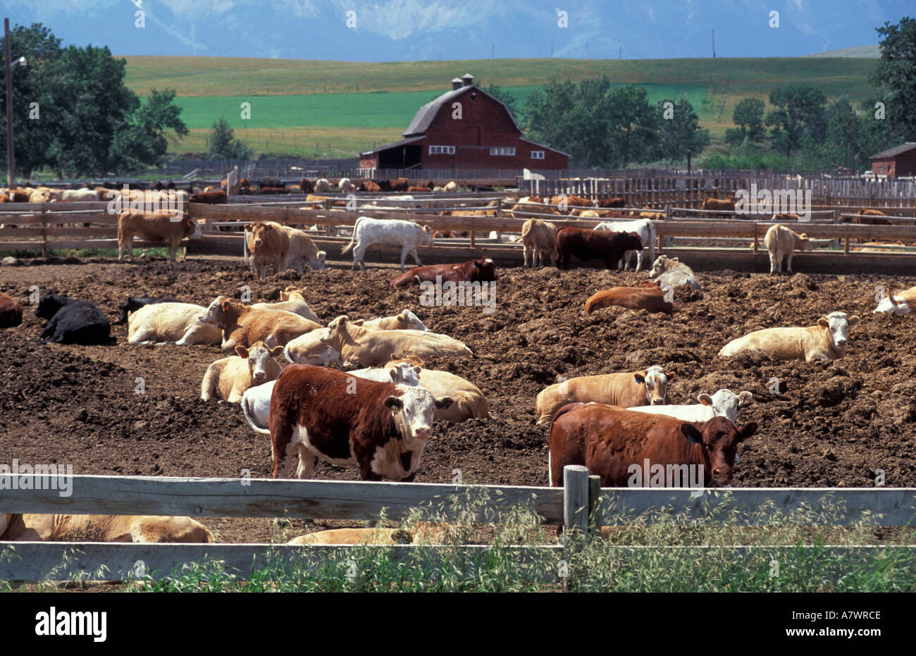 Southern Alberta Canada Stock Photo - Alamy