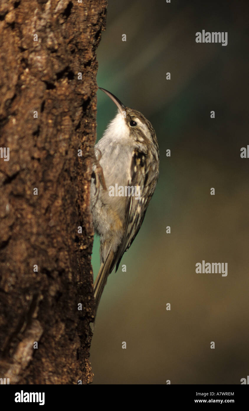 Short-toed Treecreeper, Certhia brachydactyla Stock Photo - Alamy