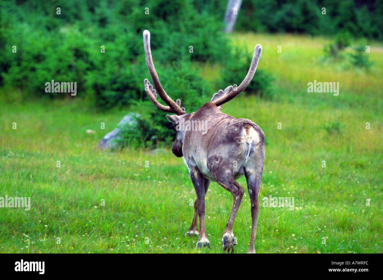 Orignal in field in north america quebec zoo Stock Photo - Alamy