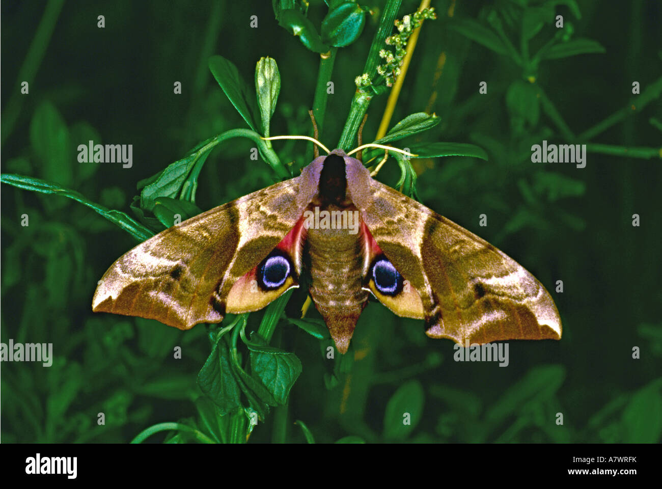 Eyed Hawk-Moth, Smerinthus ocellata Stock Photo - Alamy