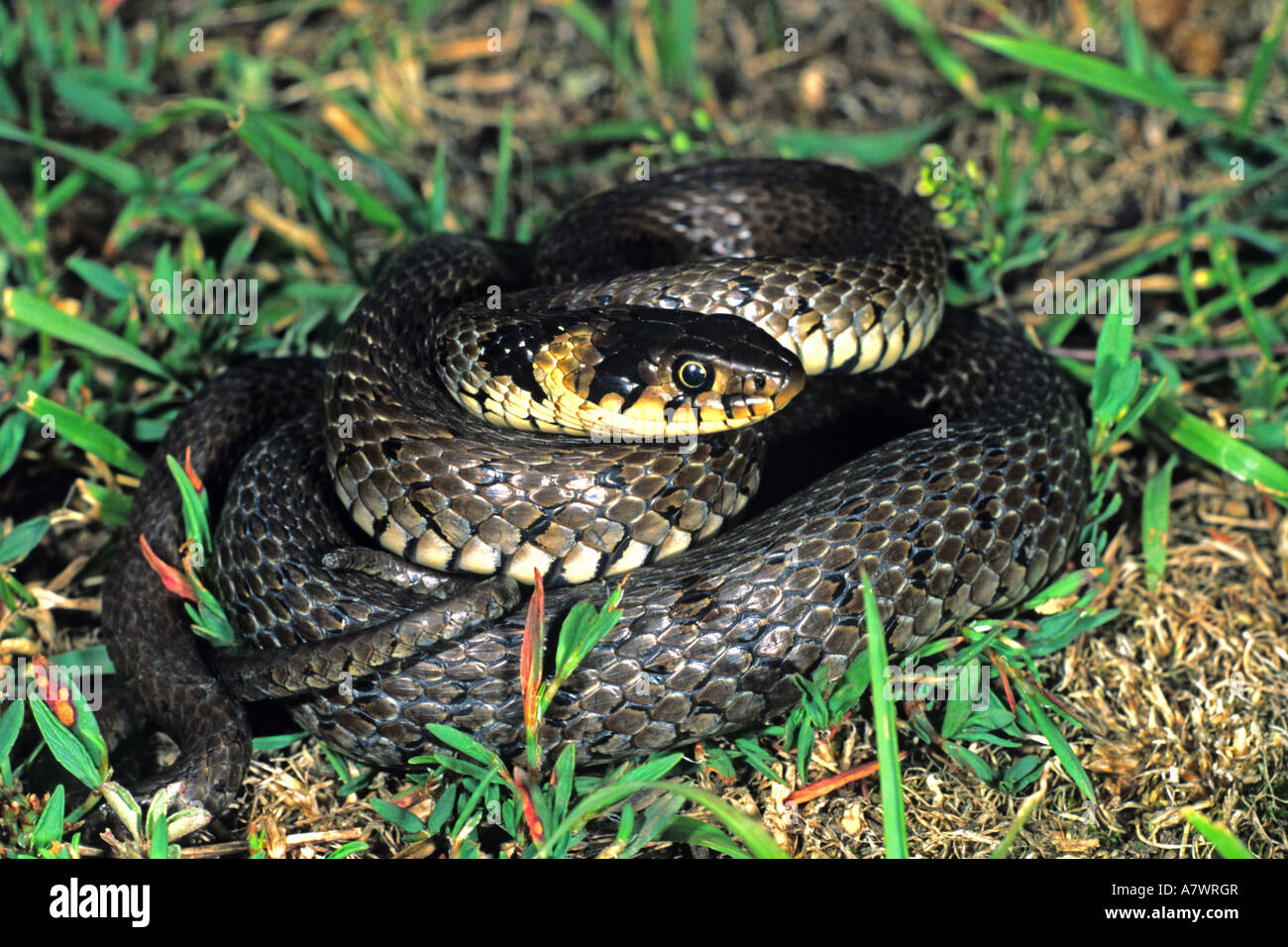 Grass Snake, Natrix natrix, defensive posture Stock Photo - Alamy