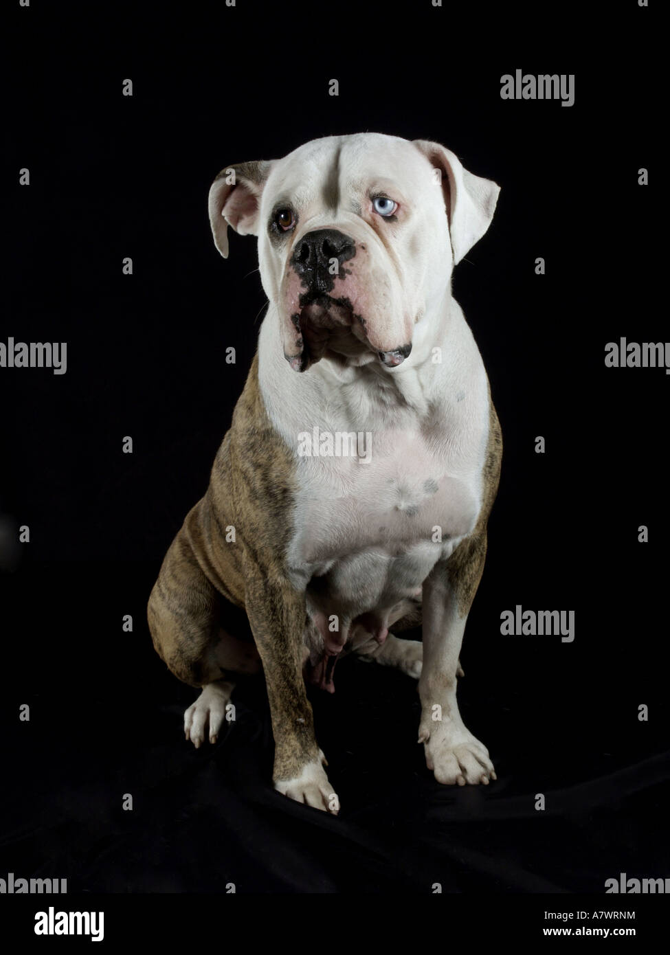 American bulldog hi-res stock photography and images - Alamy