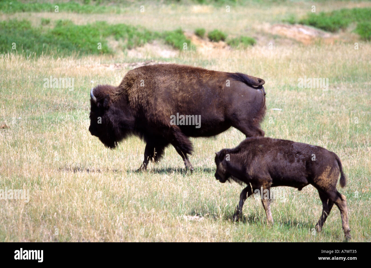 Bisons running hi-res stock photography and images - Alamy