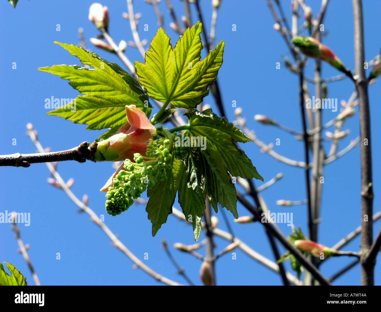 Growth scars hi-res stock photography and images - Alamy