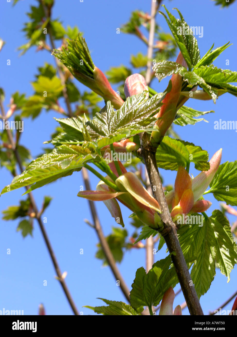 New growth appearing hi-res stock photography and images - Alamy