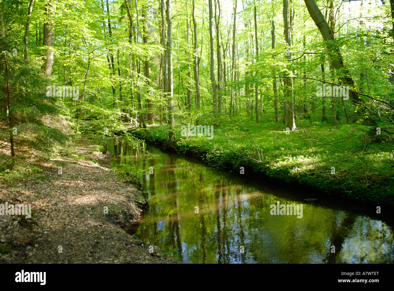 Brook streaming idyllicly through spring woods Stock Photo - Alamy