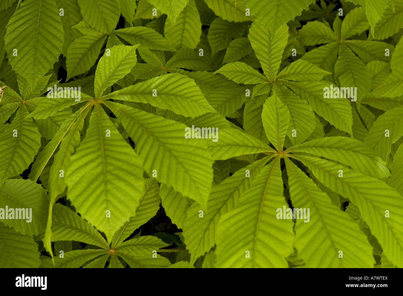 Young chestnut leaves Stock Photo - Alamy