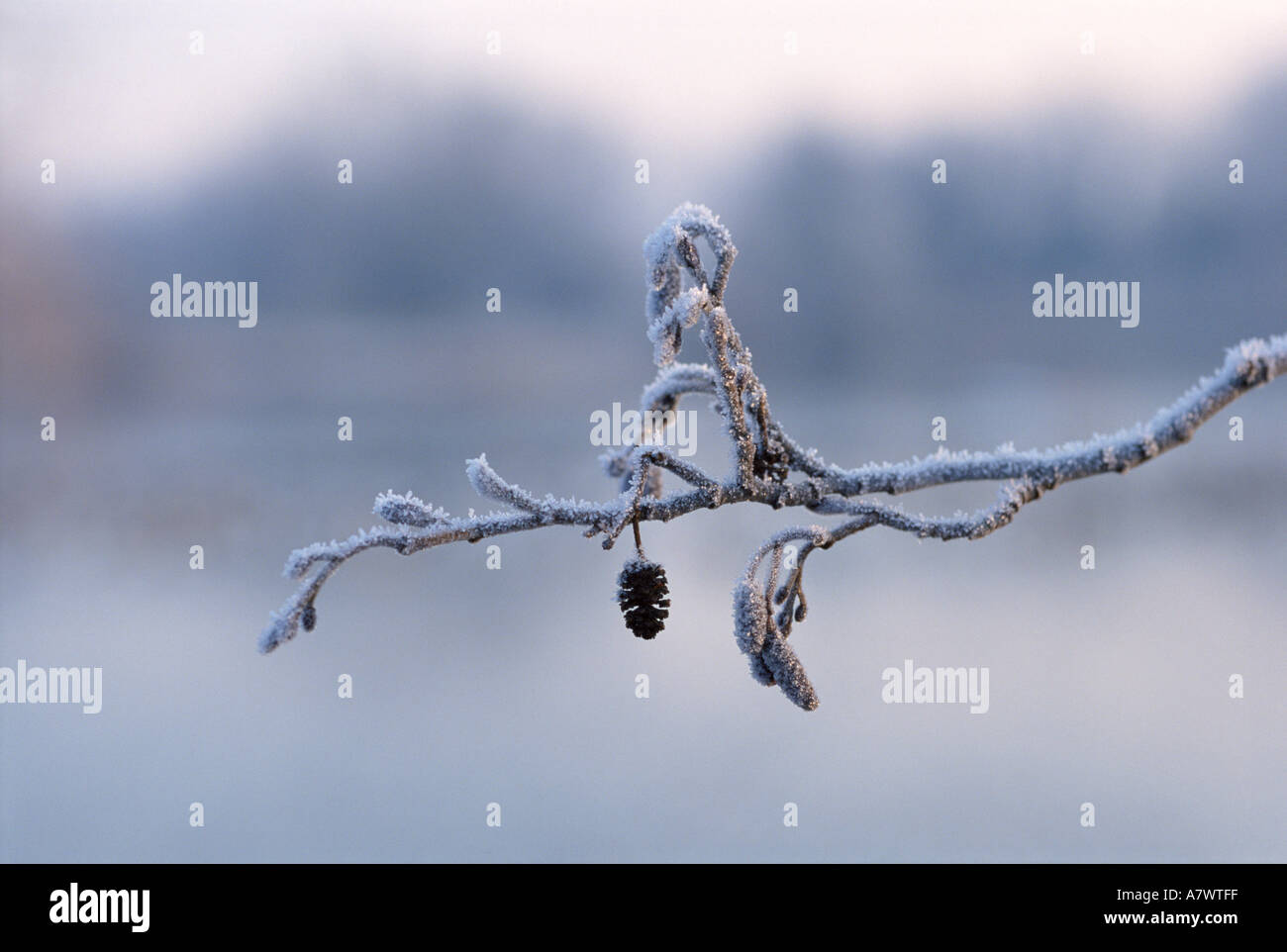Alder tree twig hi-res stock photography and images - Alamy