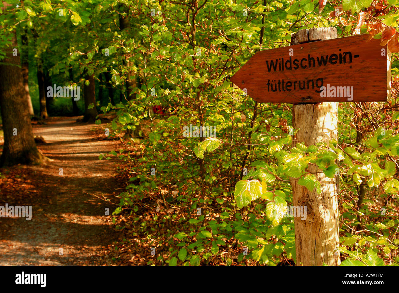 Sign "Wild-schweinfuetterung" (wild boar feeding Stock Photo - Alamy