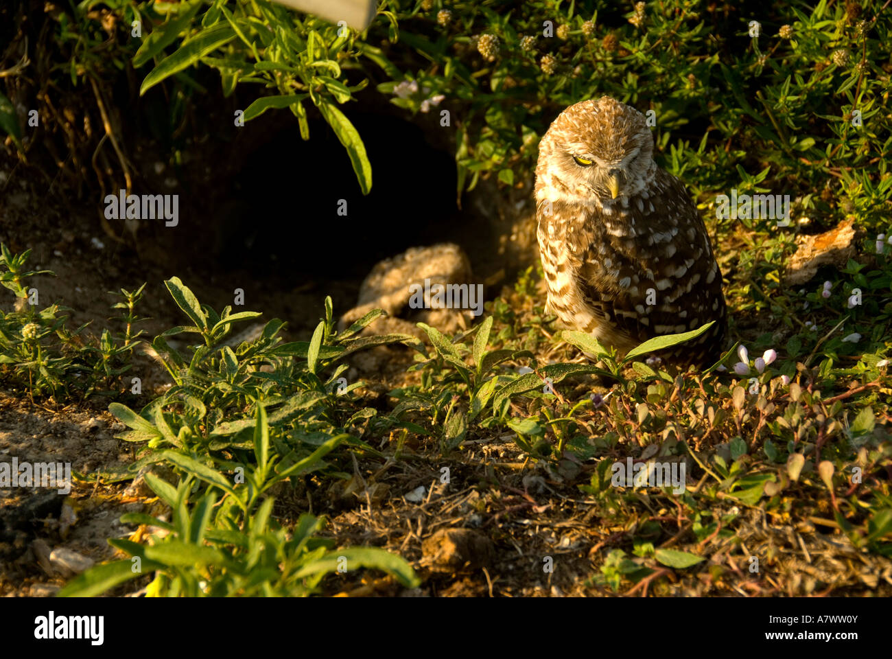 Burrowing owl Athene cunicularia beside burrow hole Stock Photo - Alamy