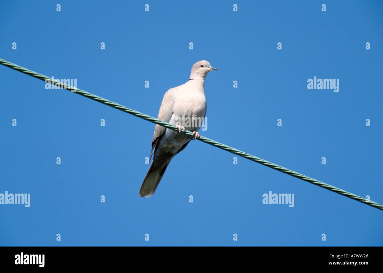Dove on a wire hi-res stock photography and images - Alamy