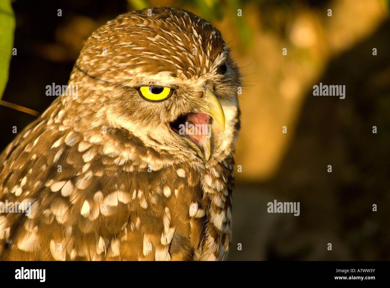 Owl with beak open hi-res stock photography and images - Alamy