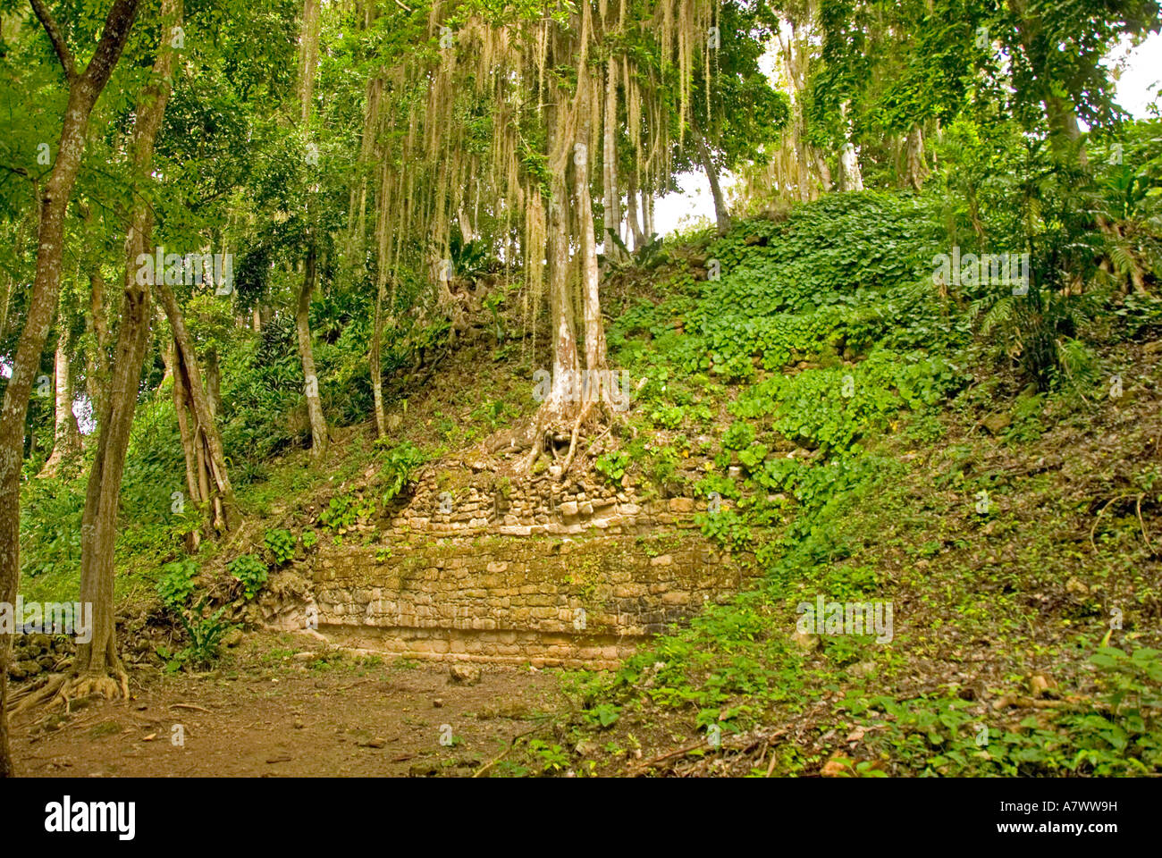 Costa Maya Mexico Chacchoben Mayan ruin overgrown by jungle growth ...