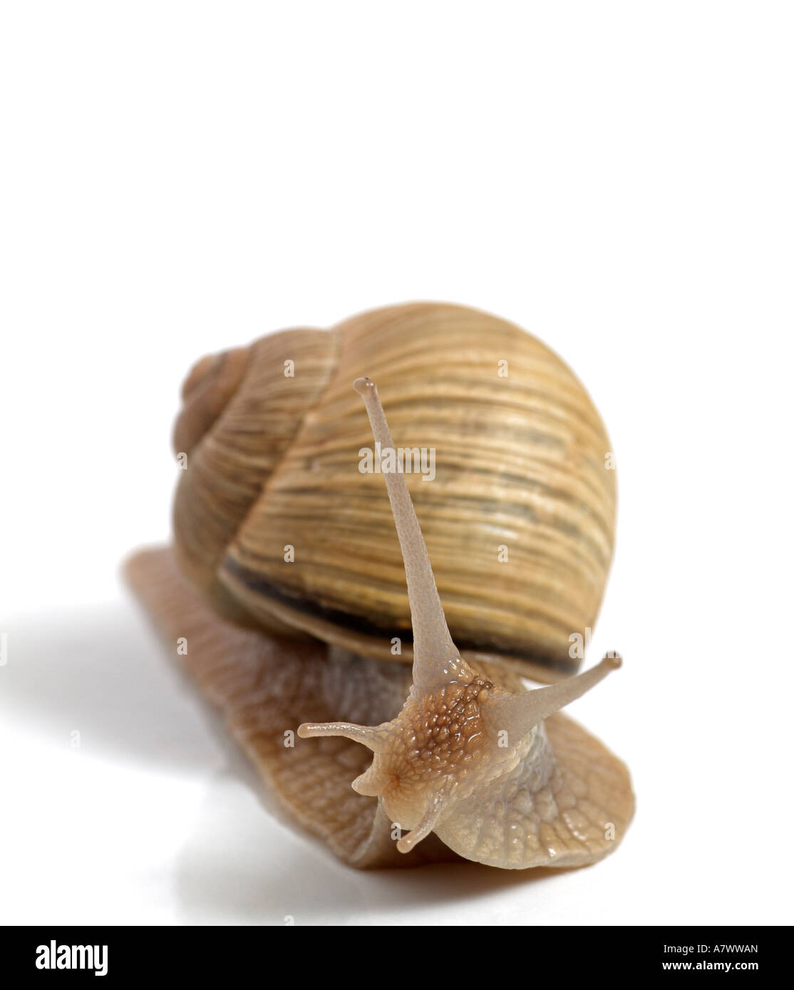 Garden snail inside shell hi-res stock photography and images - Alamy