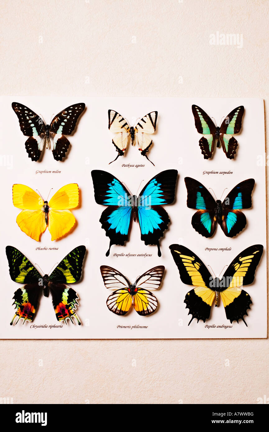 Butterfly collection hi-res stock photography and images - Alamy