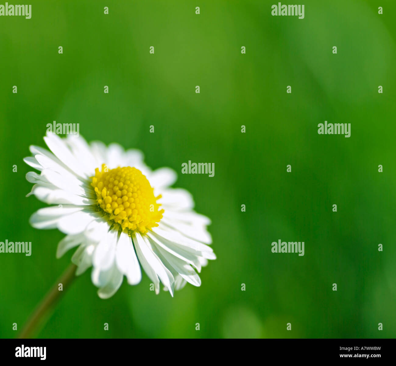 Daisy Close Up Stock Photo - Alamy