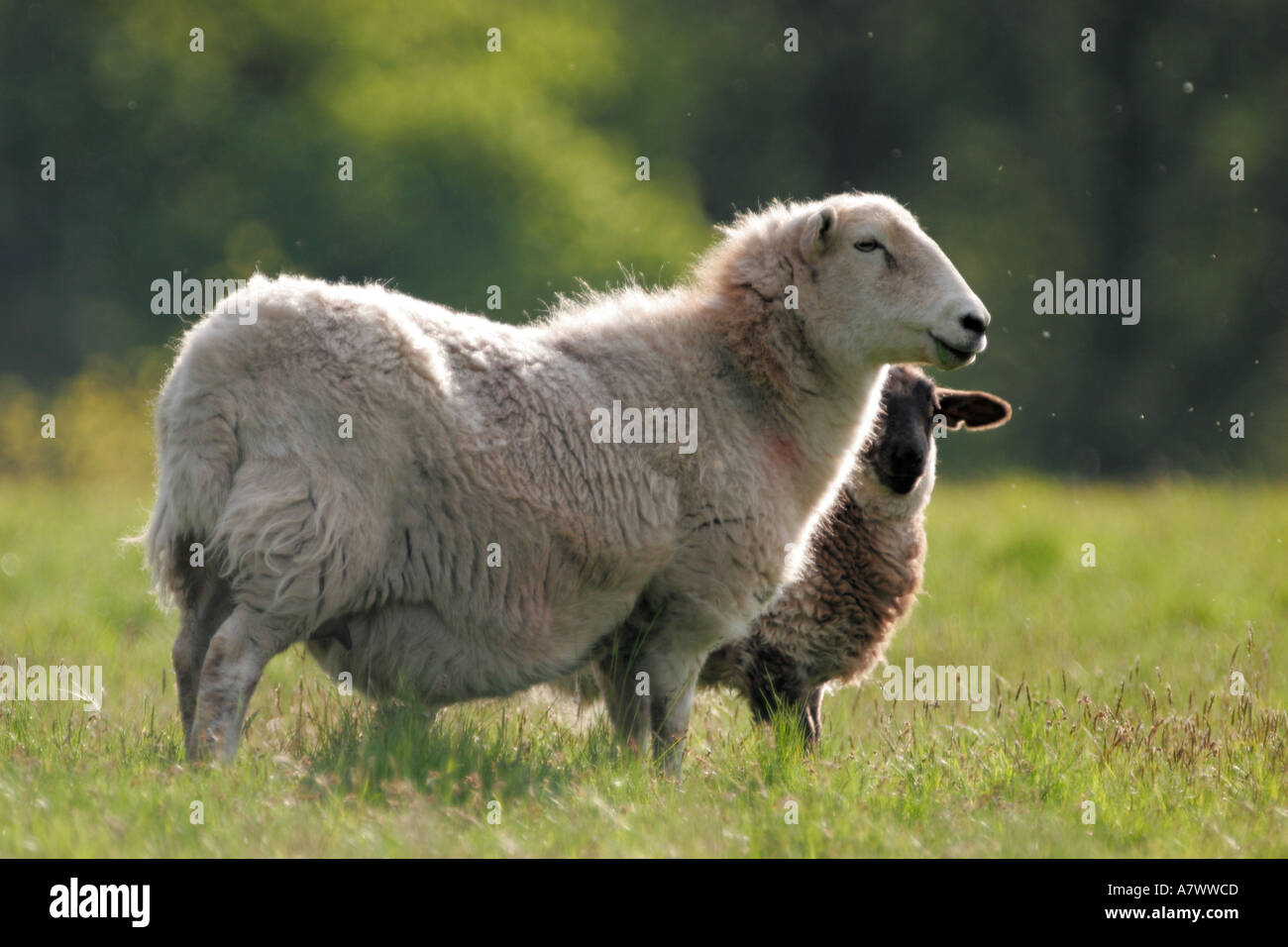 MOTHER SHEEP WITH LAMB Stock Photo - Alamy