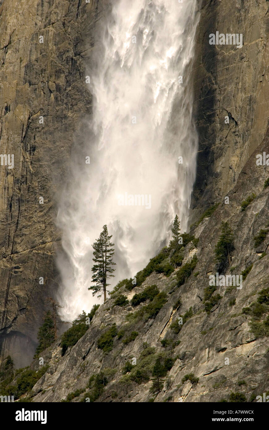 Yosemite Falls waterfall lone pine tree Stock Photo - Alamy