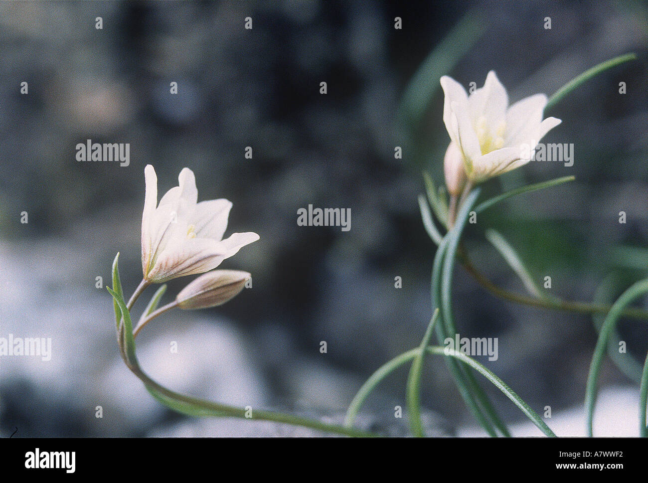 Snowdonia lily hi-res stock photography and images - Alamy