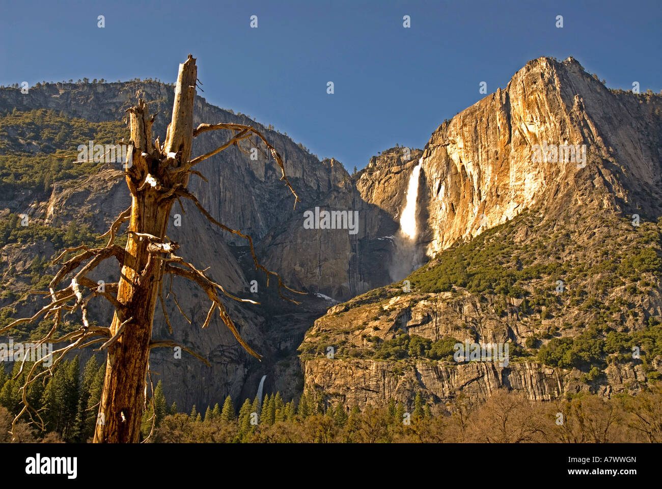 Yosemite Falls old twisted tree upper and lower falls Stock Photo - Alamy